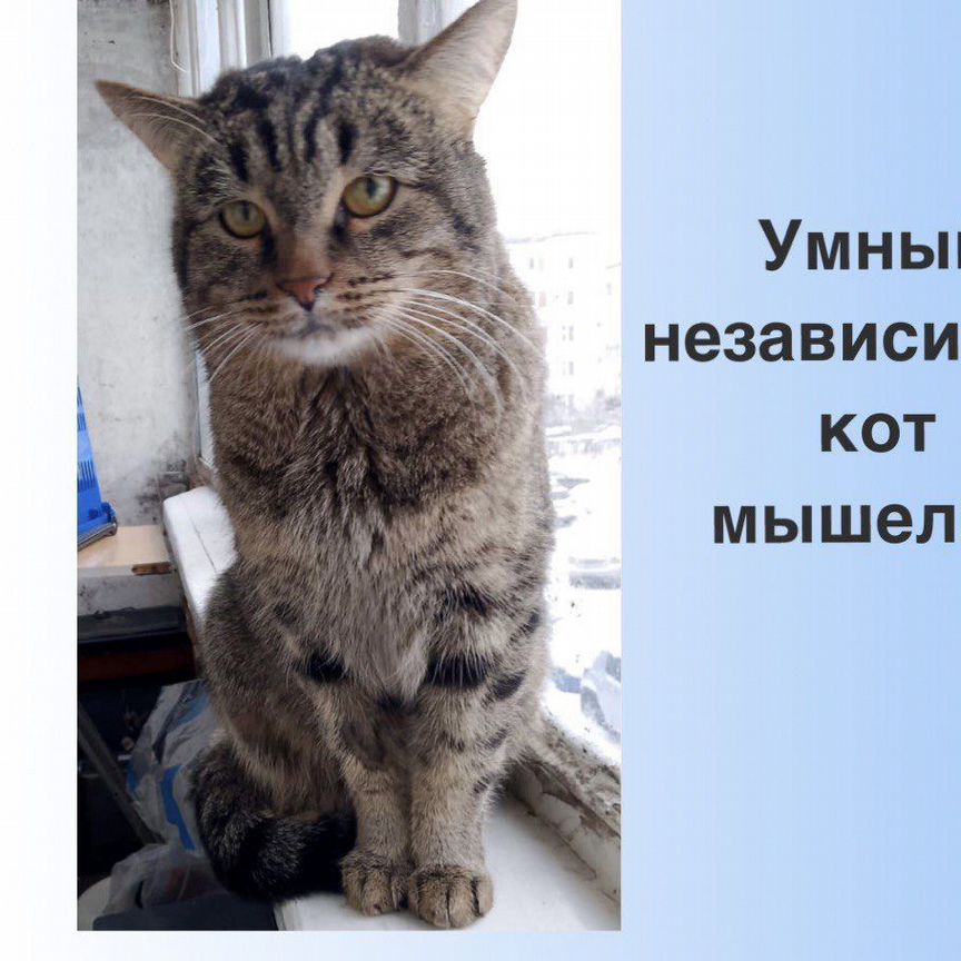 Кот мышелов в дар