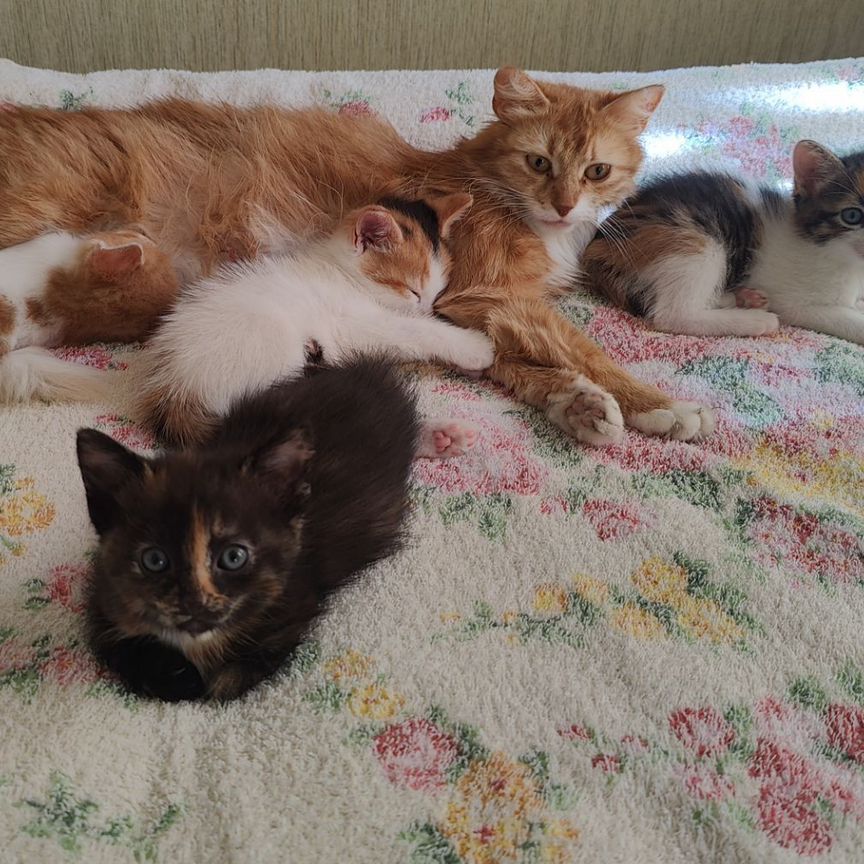 Котята в добрые руки приучены к лотку