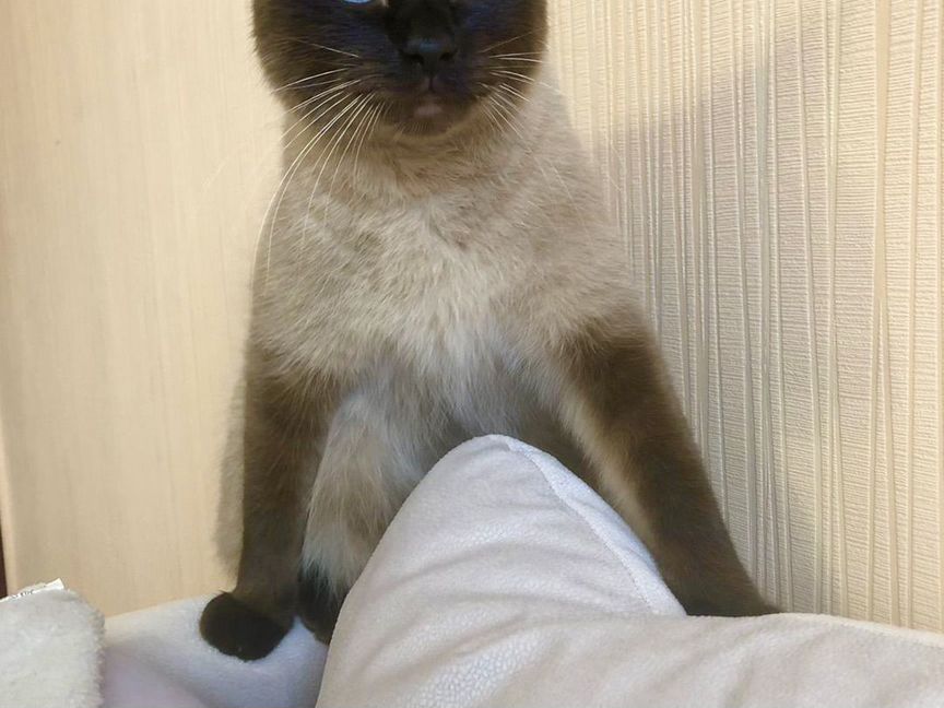 Тайская кошка в добрые руки