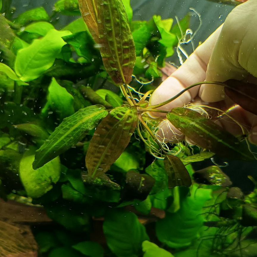 Криптокорина, обмен на роголистник