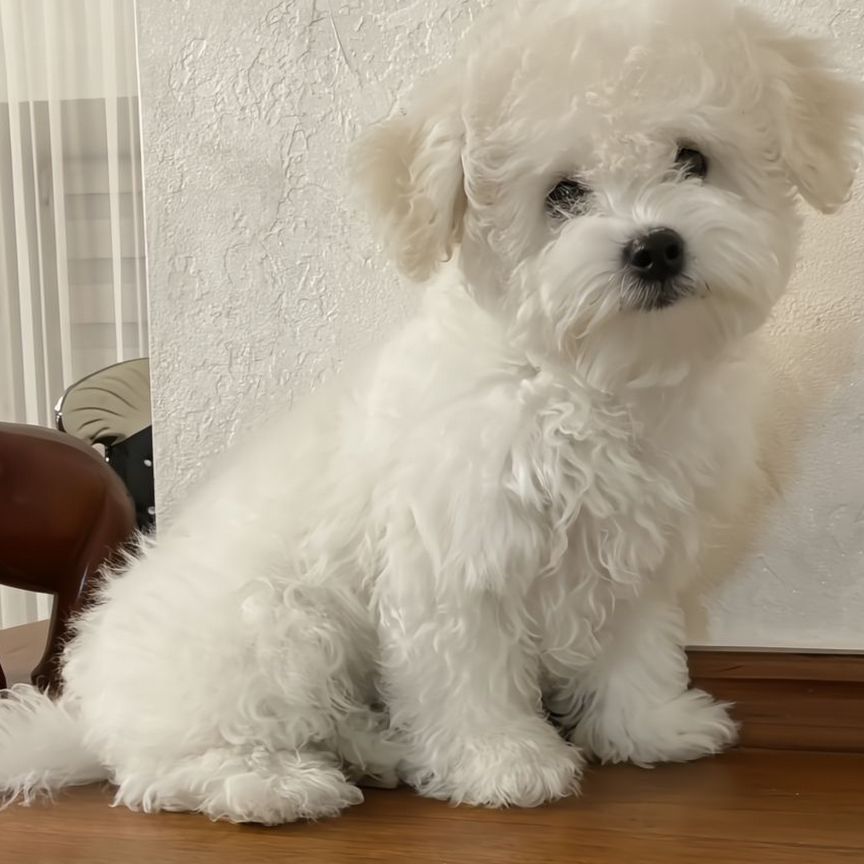 Бишон фризе, щенок