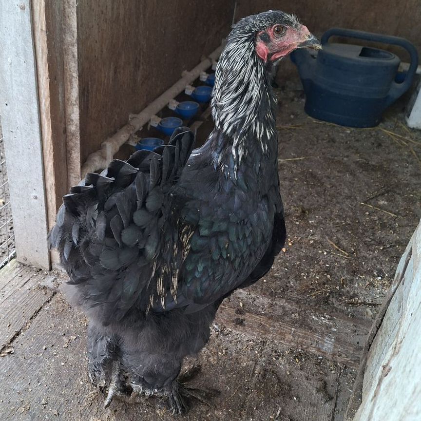 Петухи породы Брама