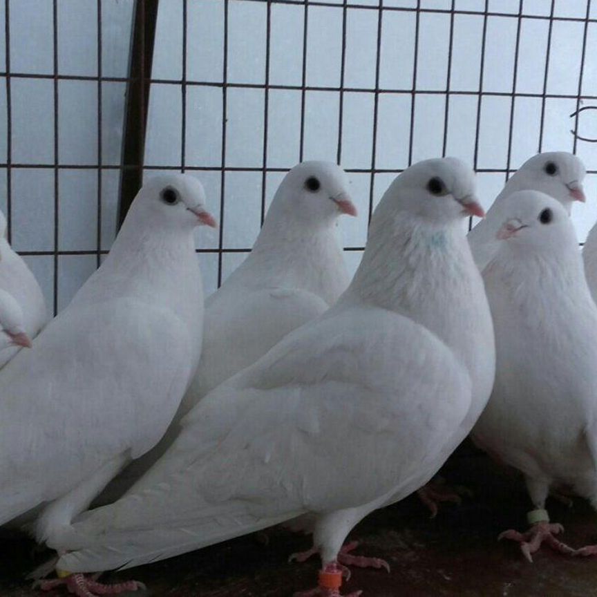 Голуби бугульма