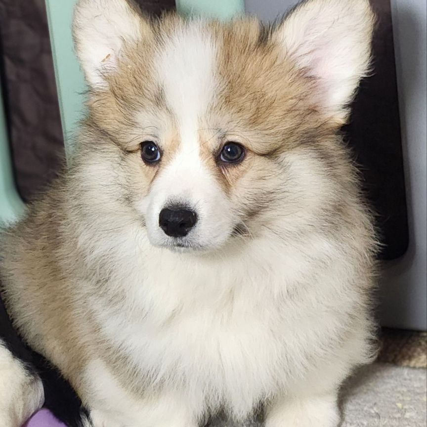 Вельш-корги пемброк флаффи