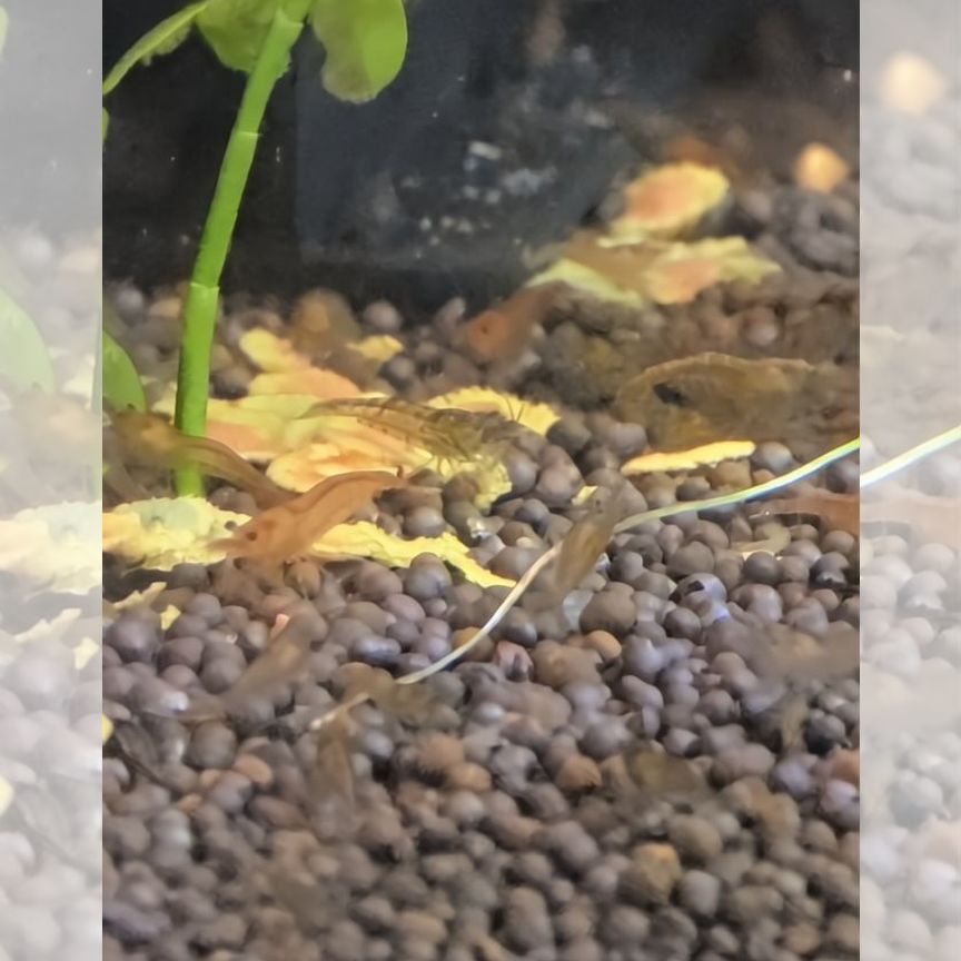 Аквариумные креветки