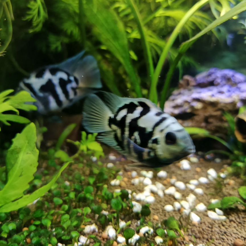 Аквариумные рыбки