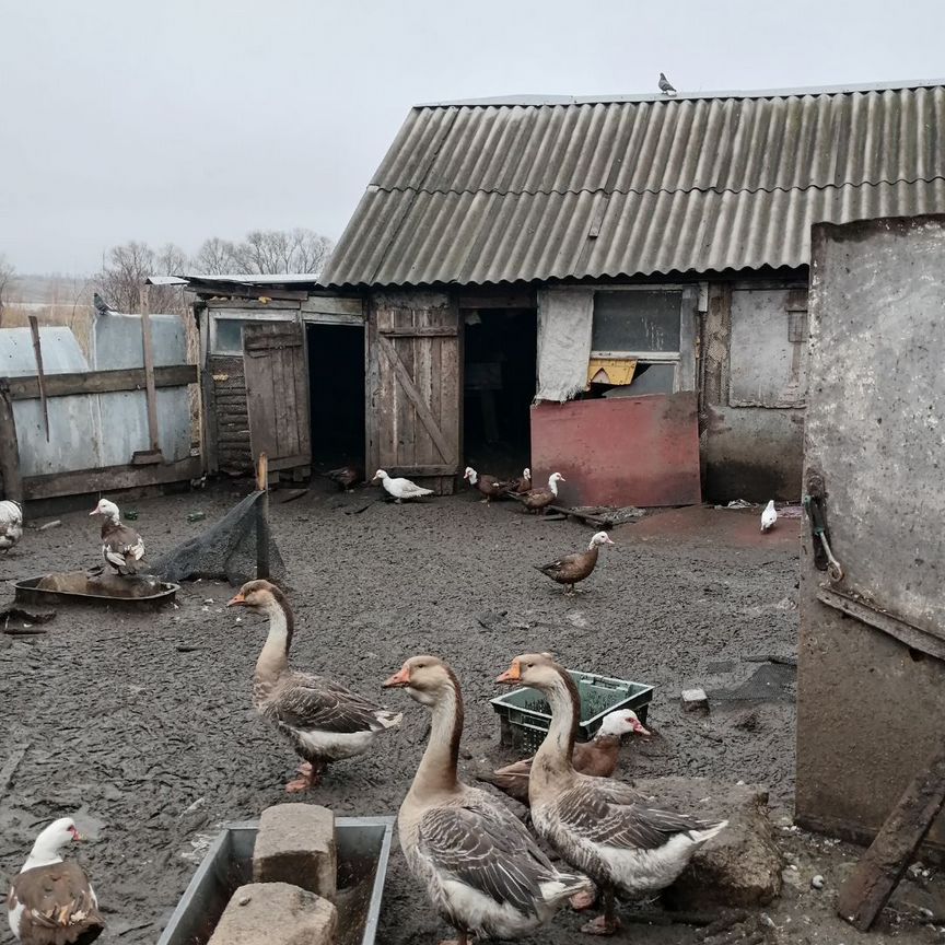 Продам 5 гусынь и два гусака