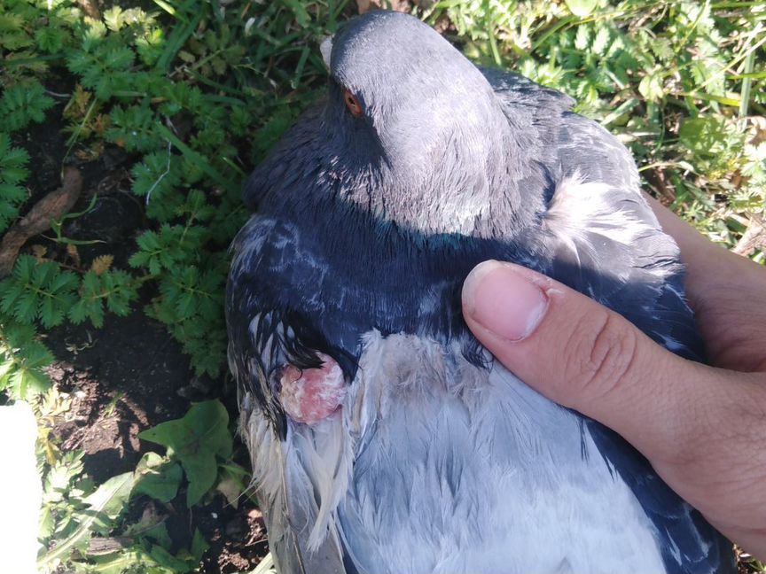 Помогите голубю