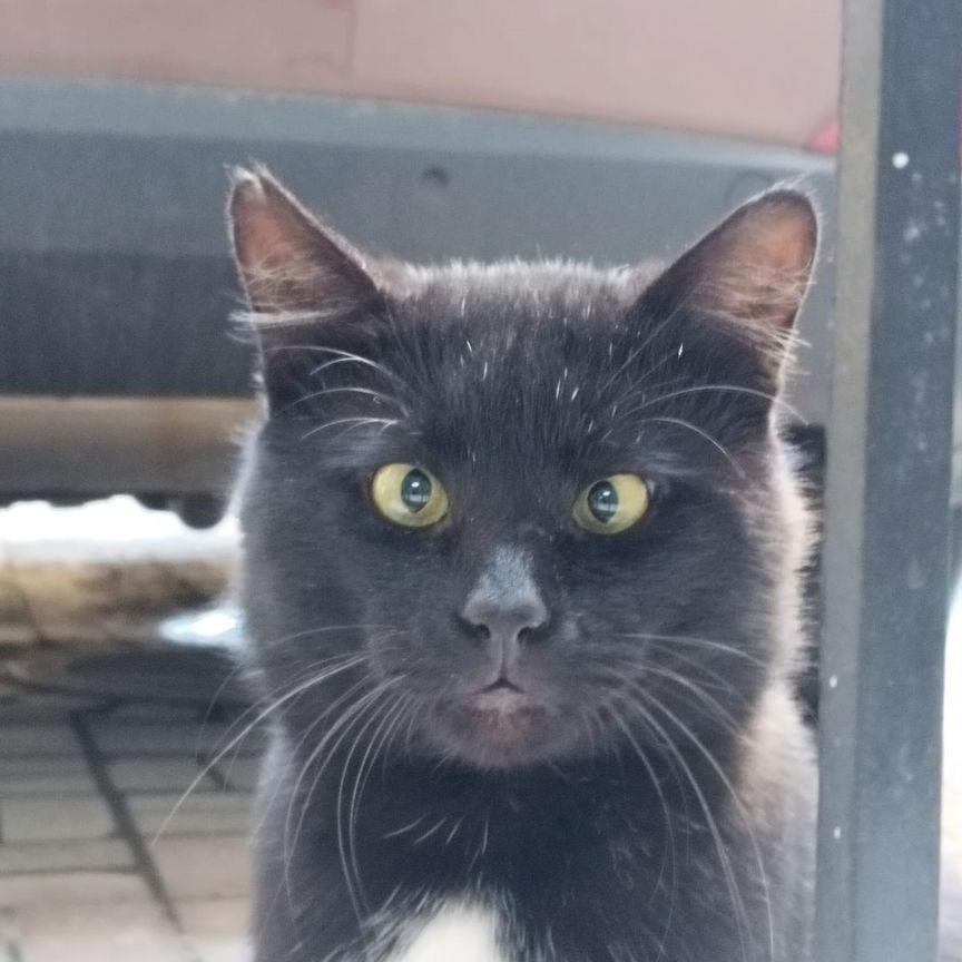 Черный котик ищет дом