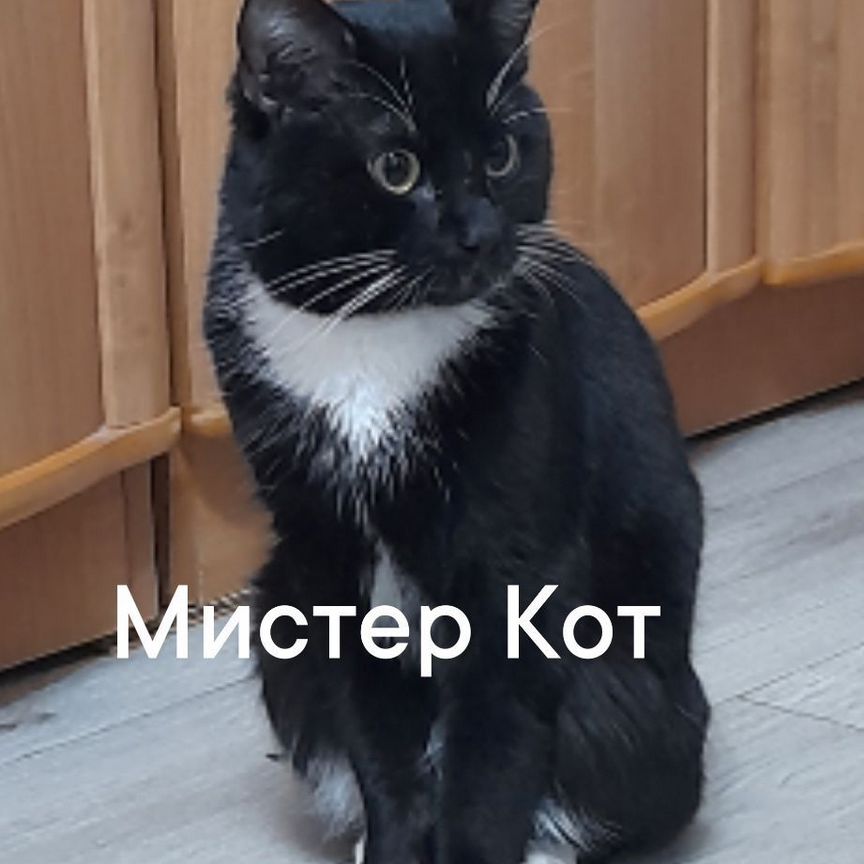 Кошки