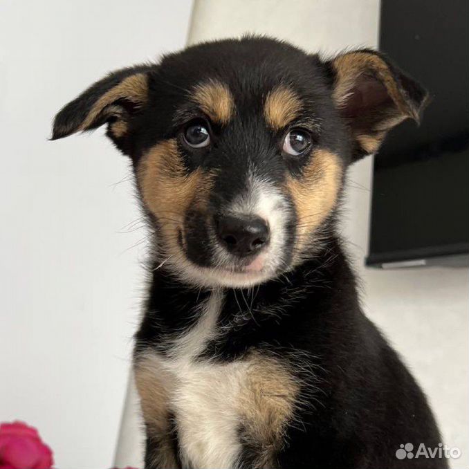 Милая Дейзи ищет семью