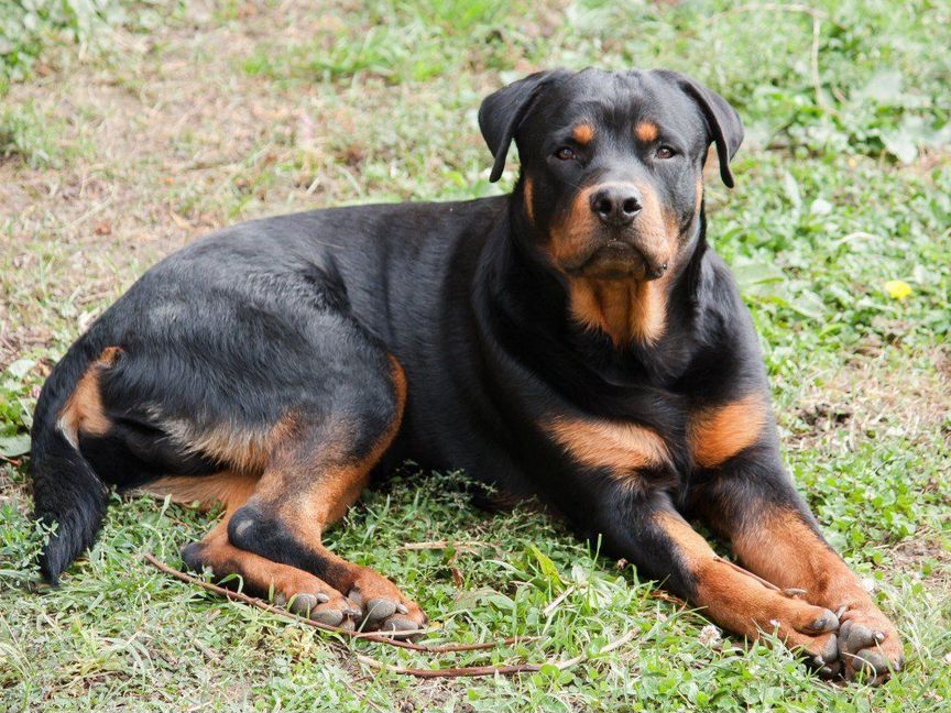 Ротвейлер