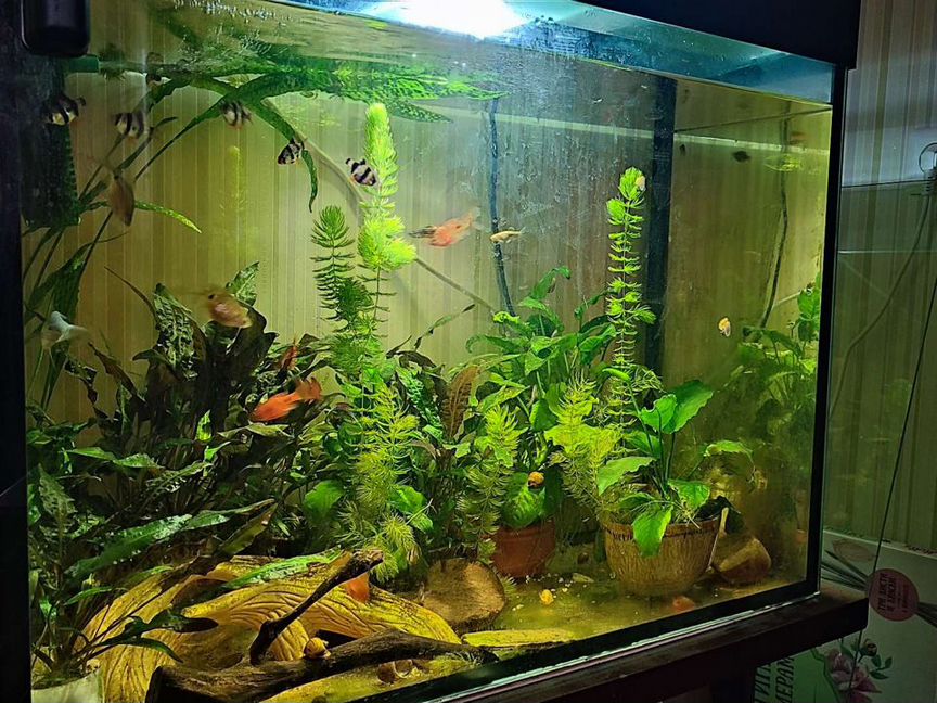 Аквариум-270 л