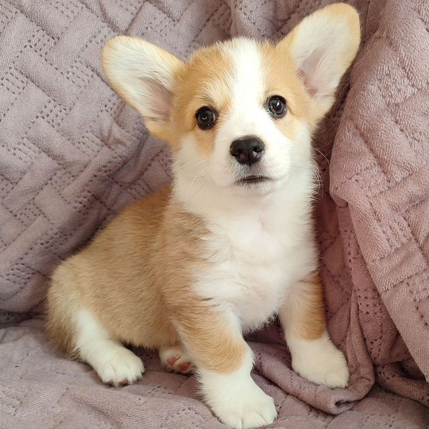 Вельш-корги пемброк мальчик