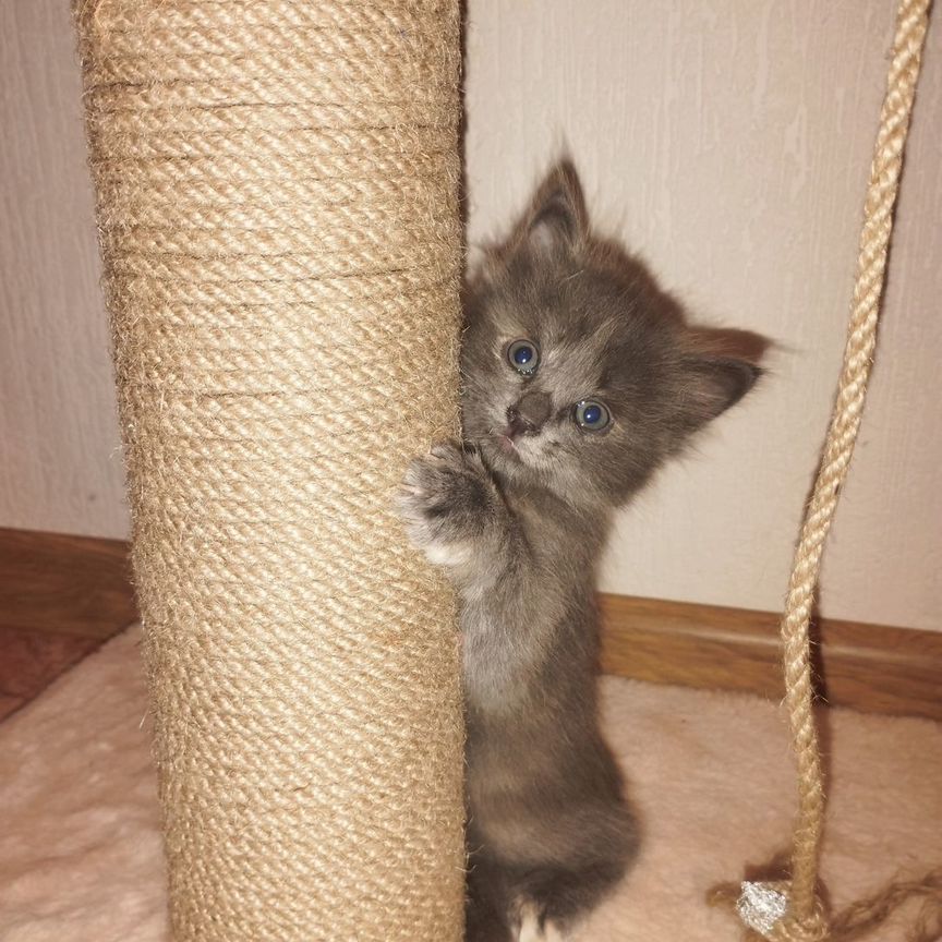 Серебристая голубая кошечка