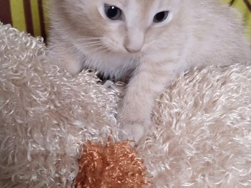 Котик лапочка
