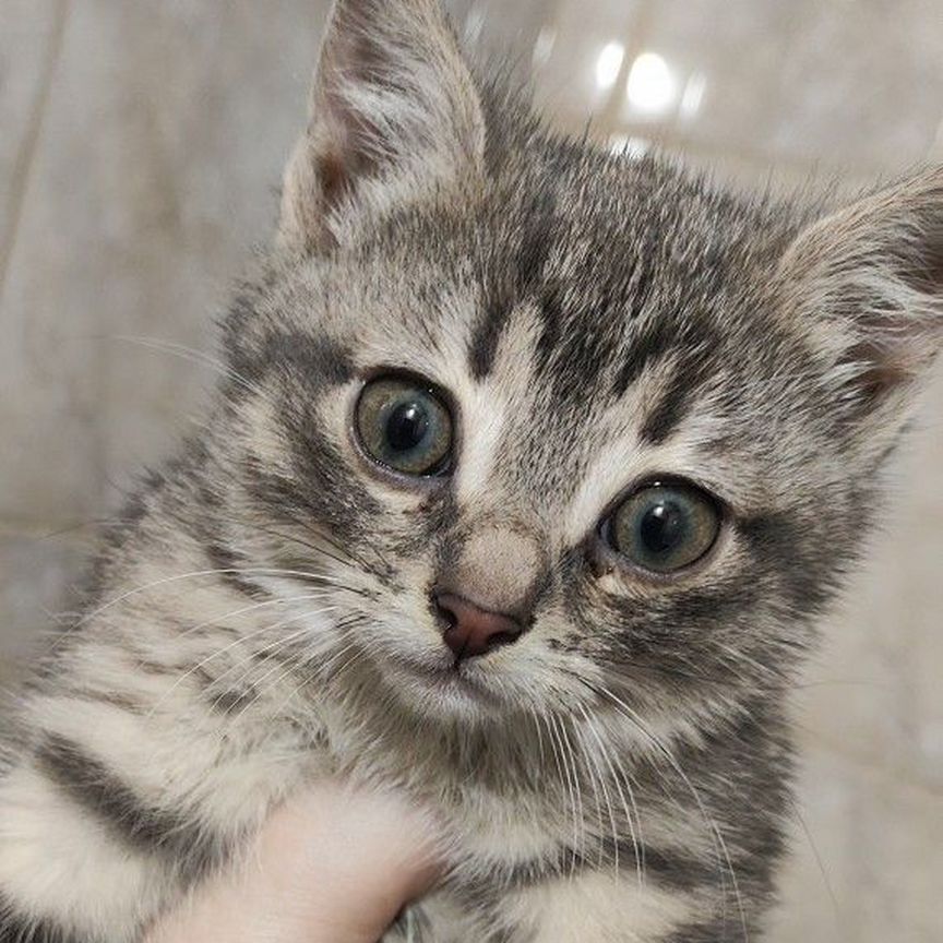 Британский короткошёрстный котёнок