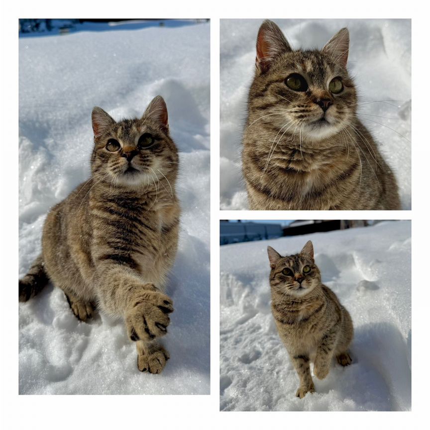 Кошки в добрые руки