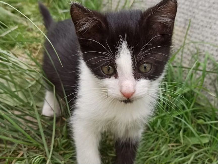 Кошка