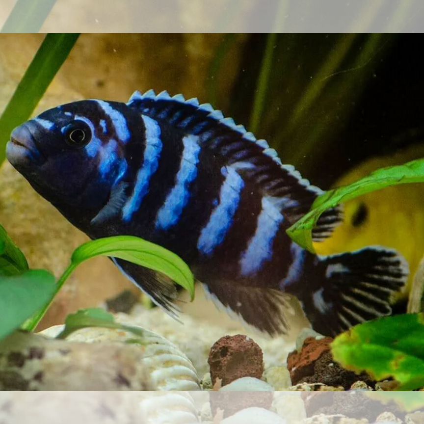 Аквариумные рыбы цихлиды