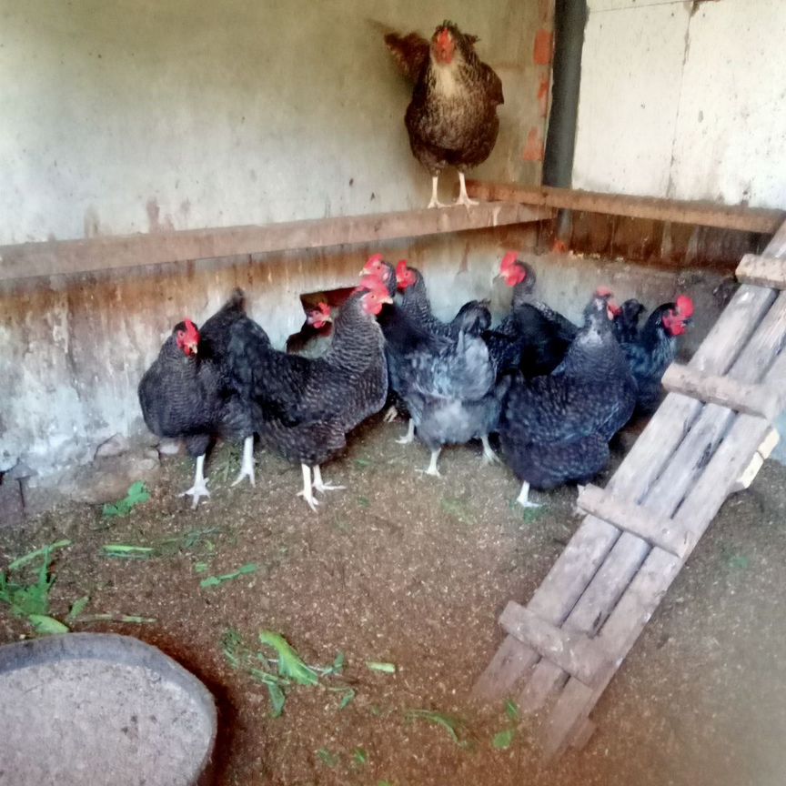 Куры несушки