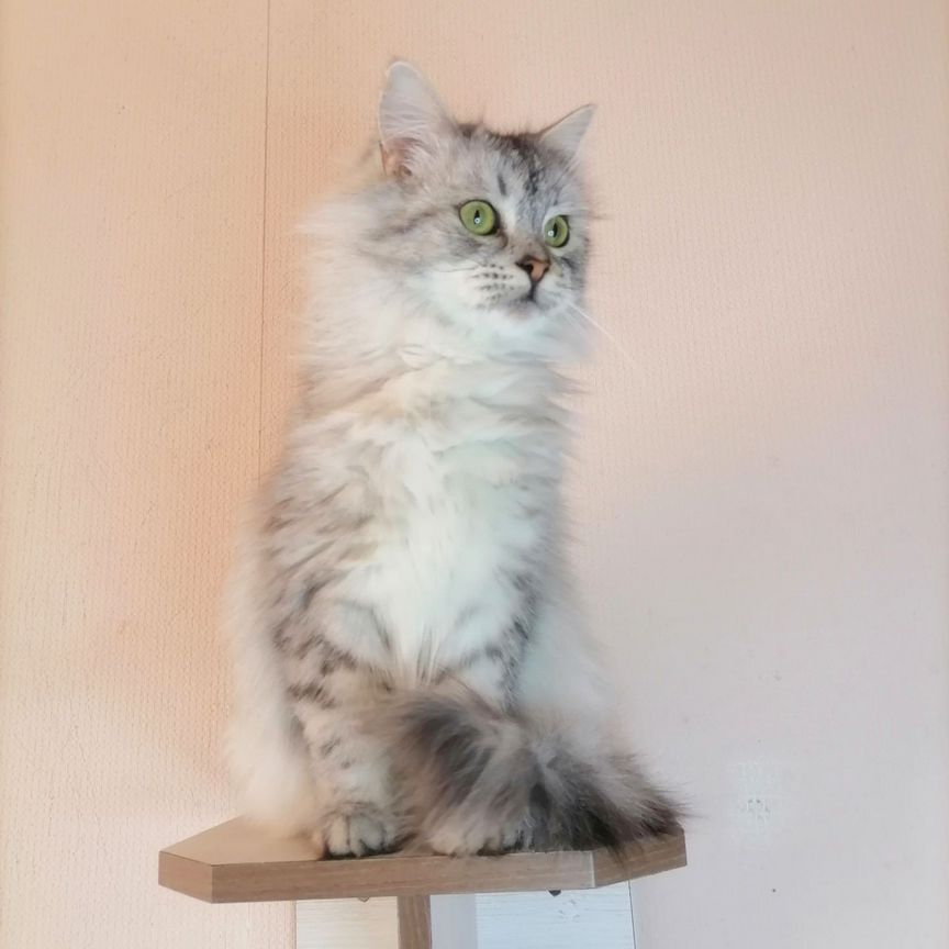 Кошечка в добрые руки