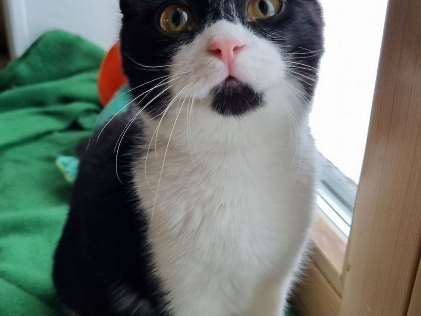 Смелый ласковый котенок