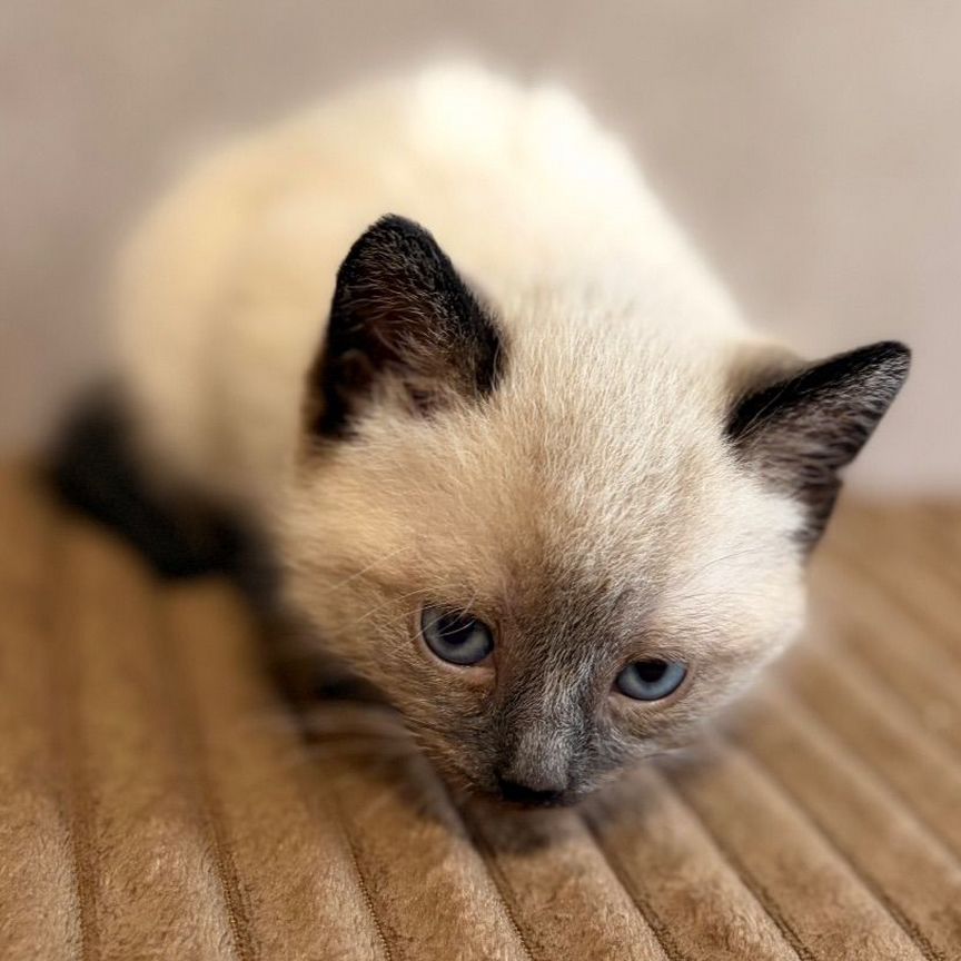 Сиамский котёнок
