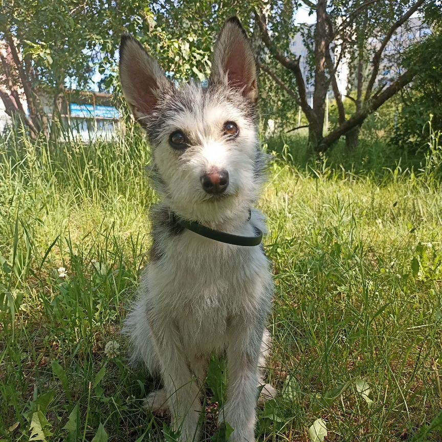 Собака Ëжик