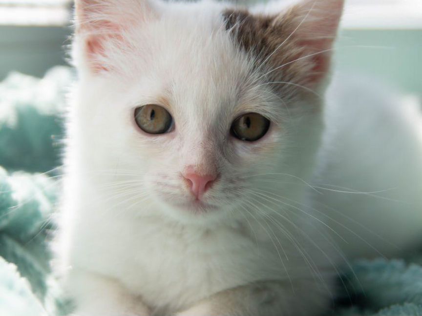 Котенок мальчик