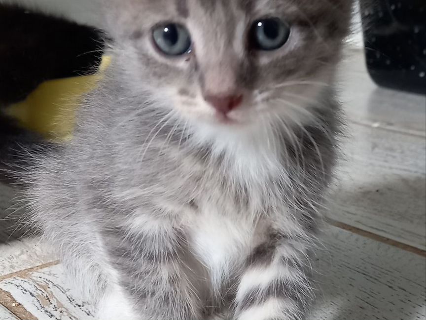 Котёнок в добрые руки