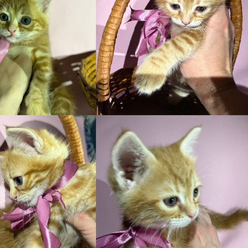 Кошечка в добрые руки
