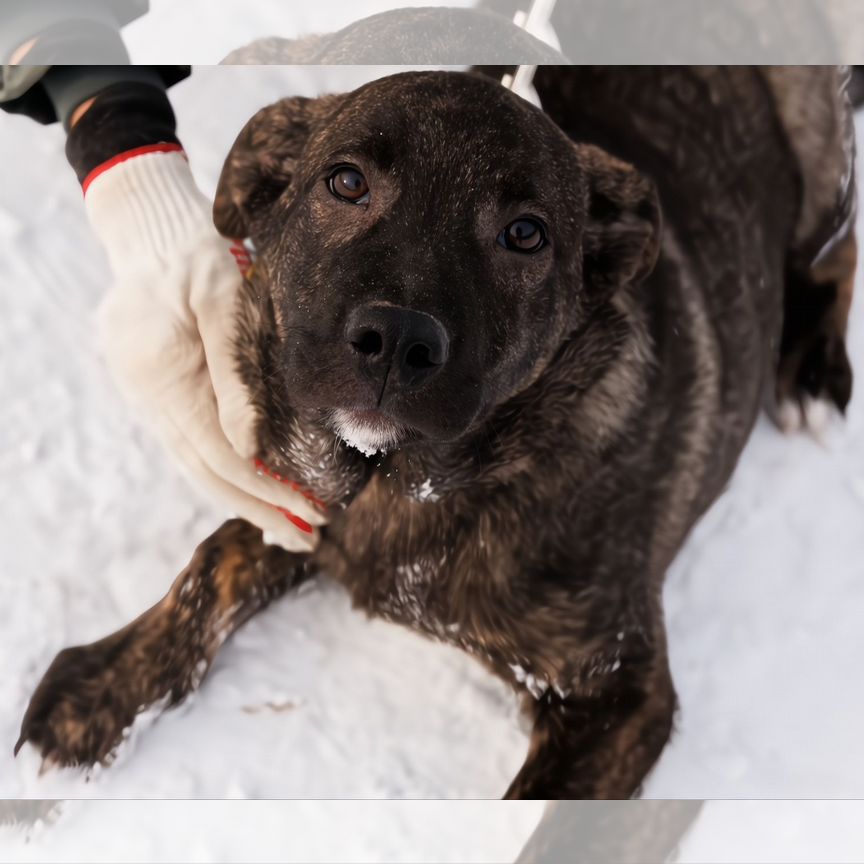 Щенок в добрые руки