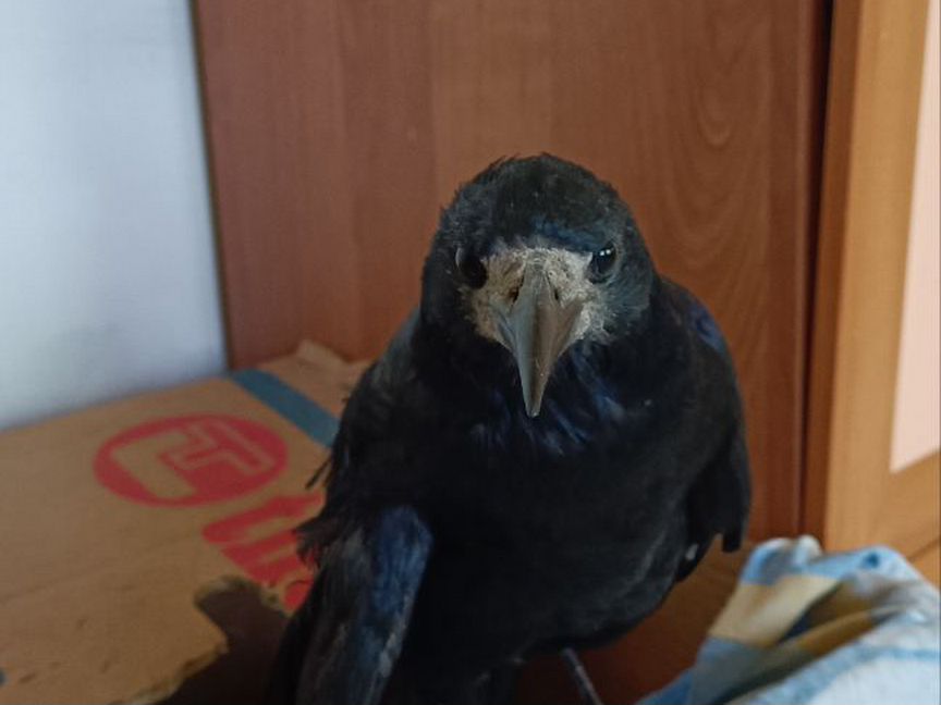 В добрые руки