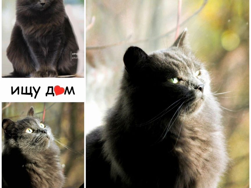 Бездомный котик ищет дом