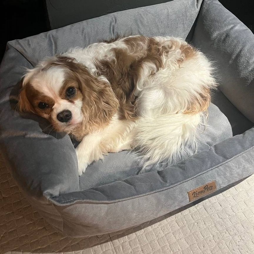 Кавалер кинг-чарльз-спаниель, взрослый пёс