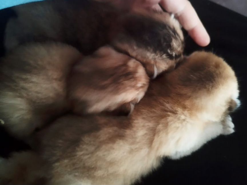 Сладкие,мягкие комочки