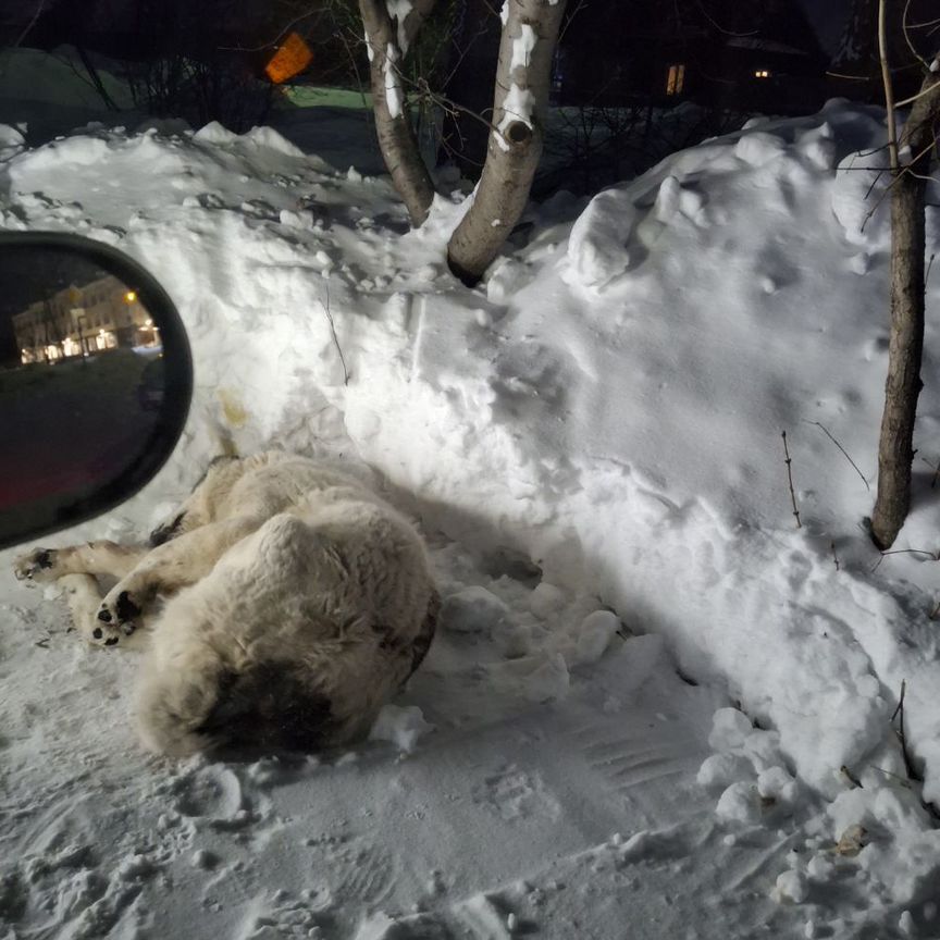 Взрослый пёс в добрые руки