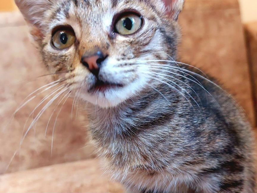 Крохотный котенок в дар