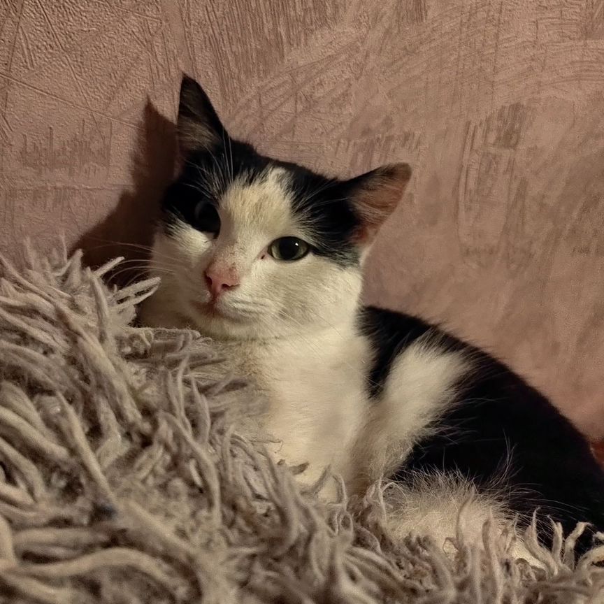 Кот ищит дом