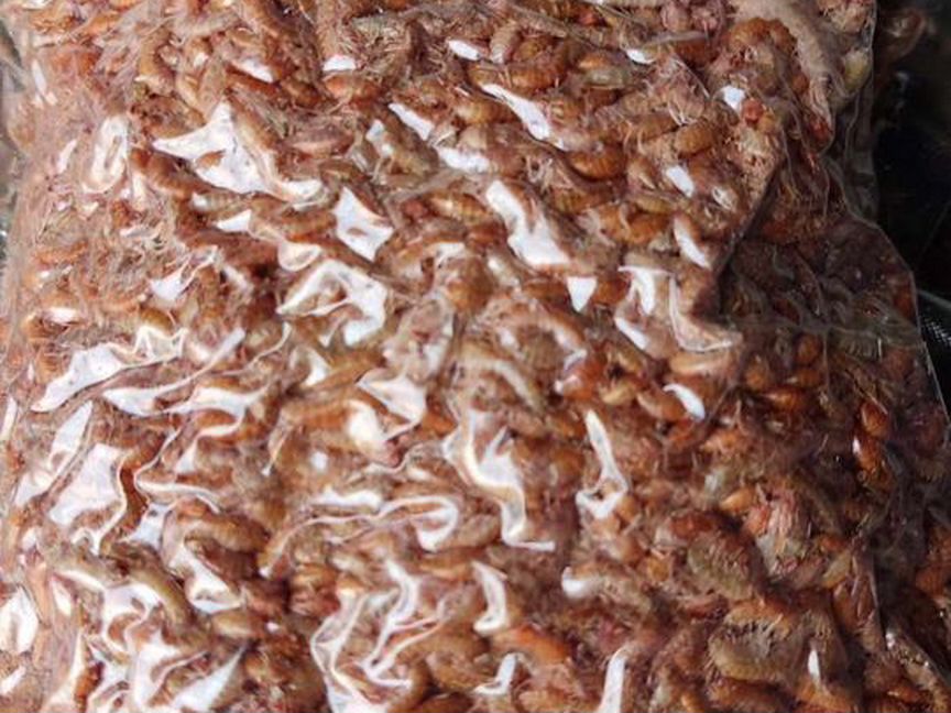 Гаммарус сушёный