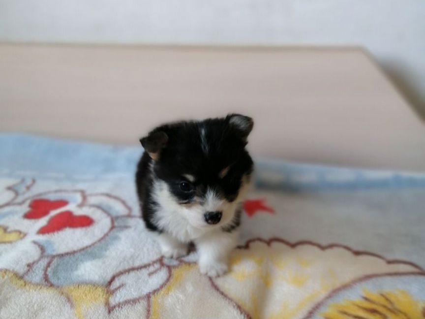 Вельш-корги пемброк