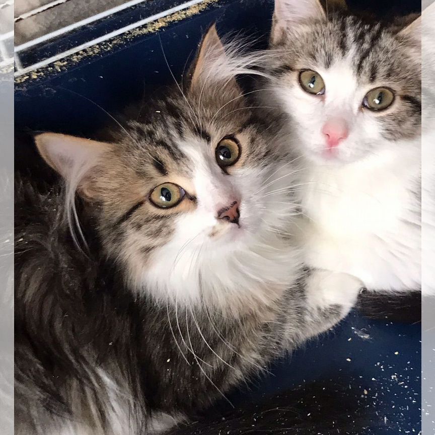 Два братика ищут новую семью