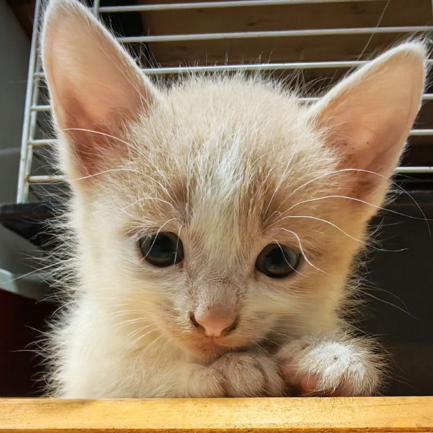 Котёнок в добрые руки
