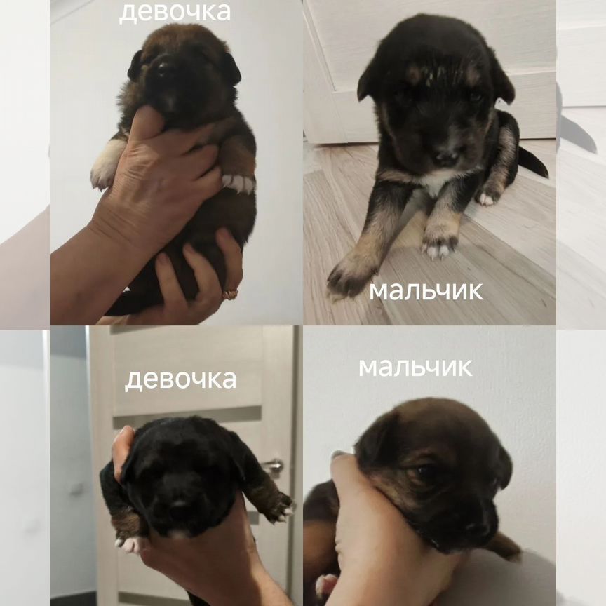 Щенок в добрые руки