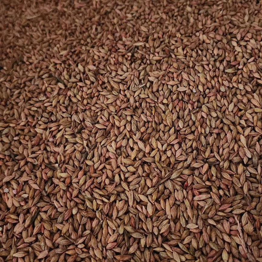 Зерно ячмень