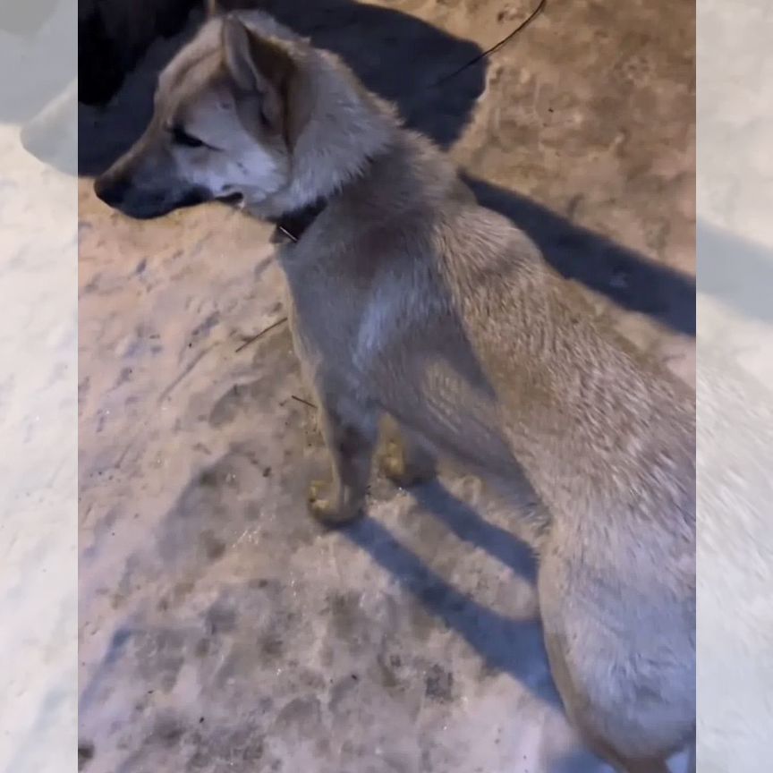 Взрослая собака в добрые руки