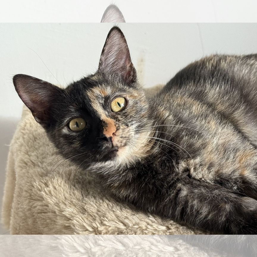 Чудо котенок 3,5 мес