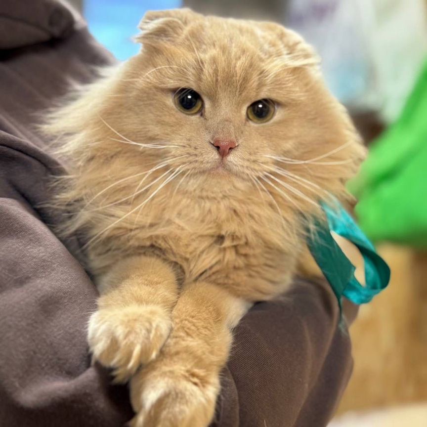 Мейн-кун, взрослый кот