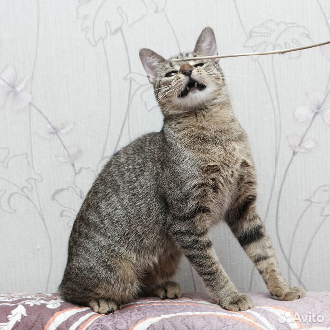 Котенок Вжик